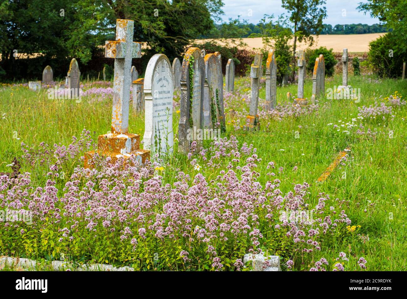 An overgrown graveyard Stock Photo - Alamy