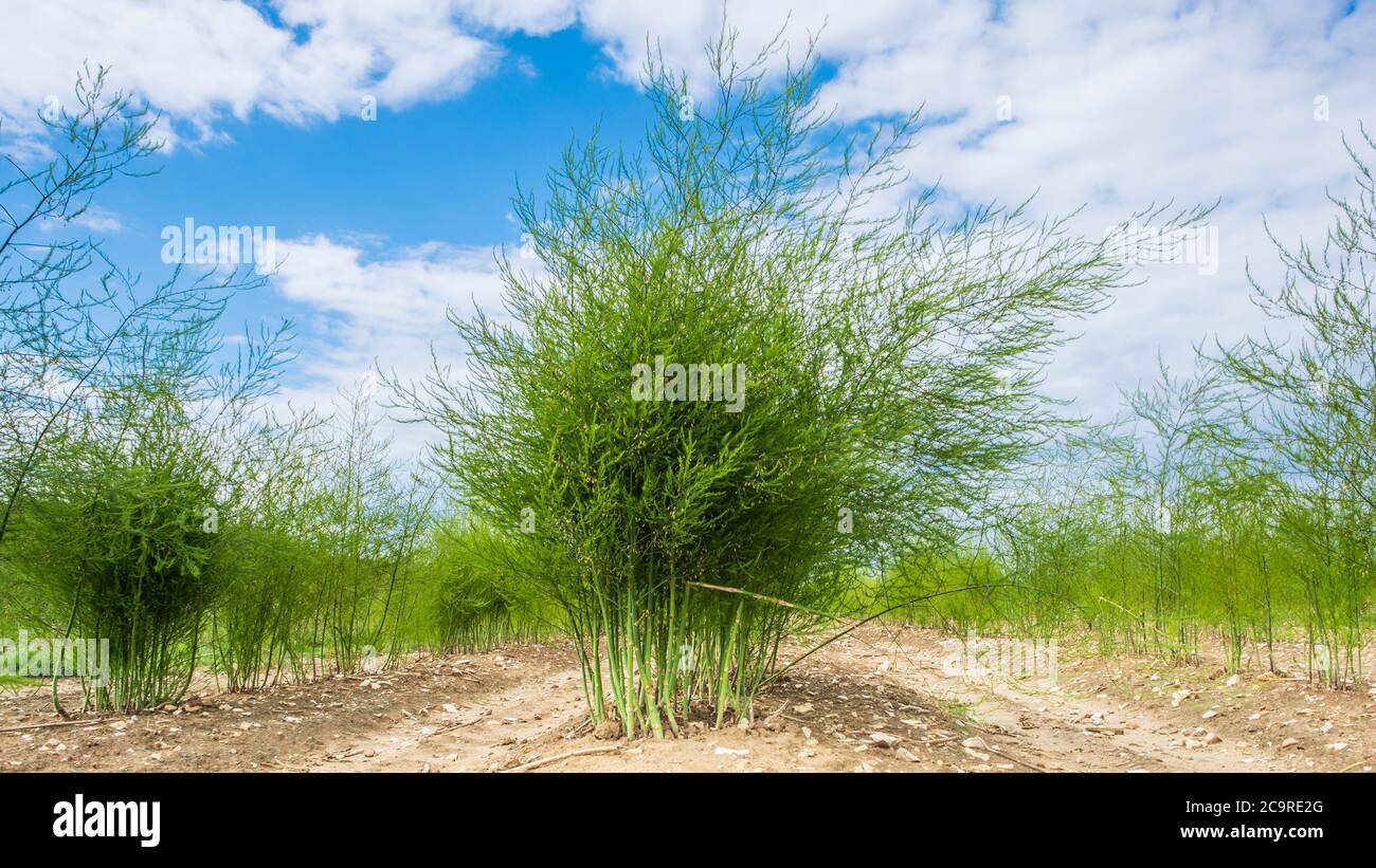 A field of Asparagus Stock Photo - Alamy