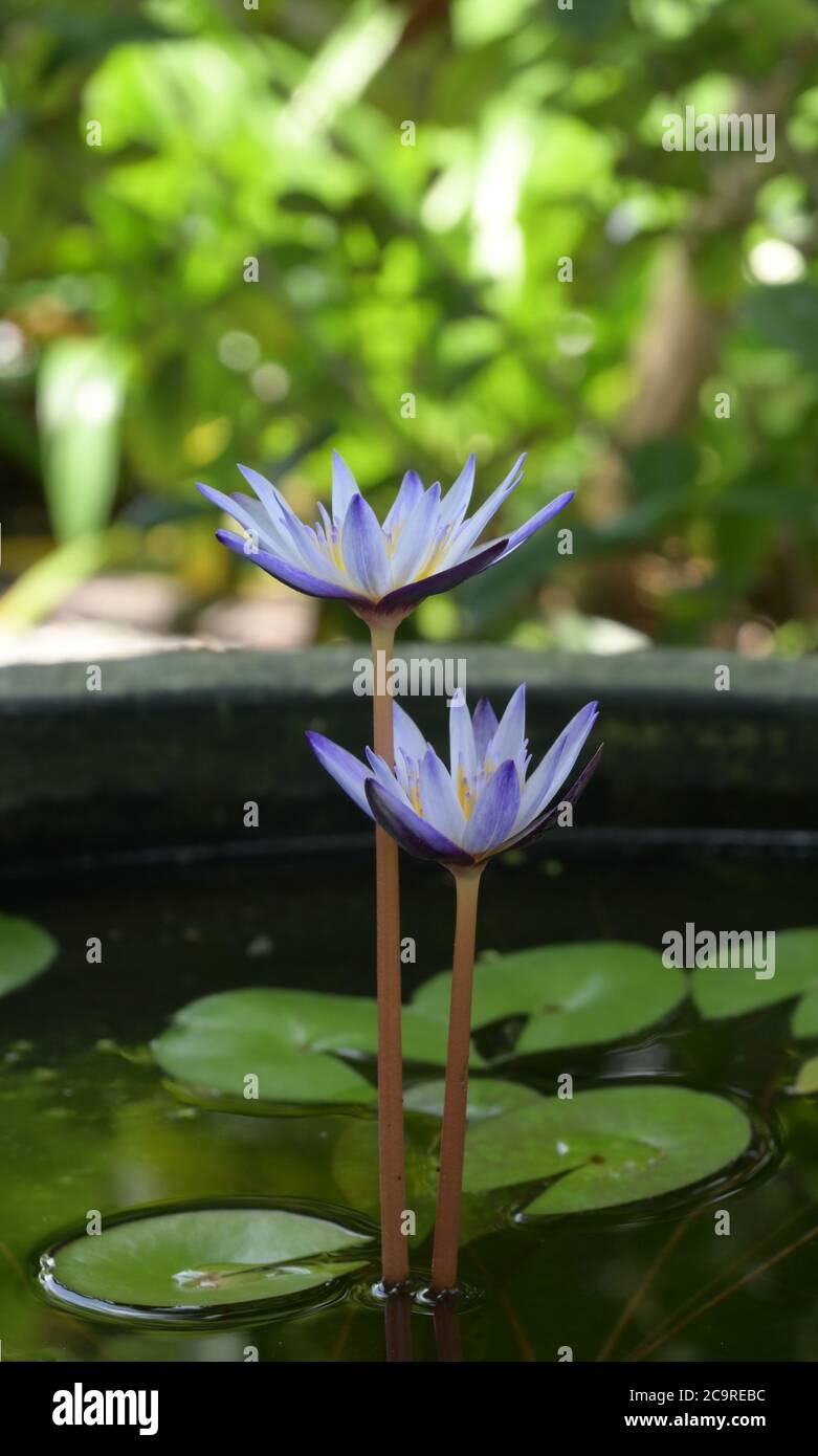 Front view of beautiful purple lotus flower in blossom outdoor. Natural ...