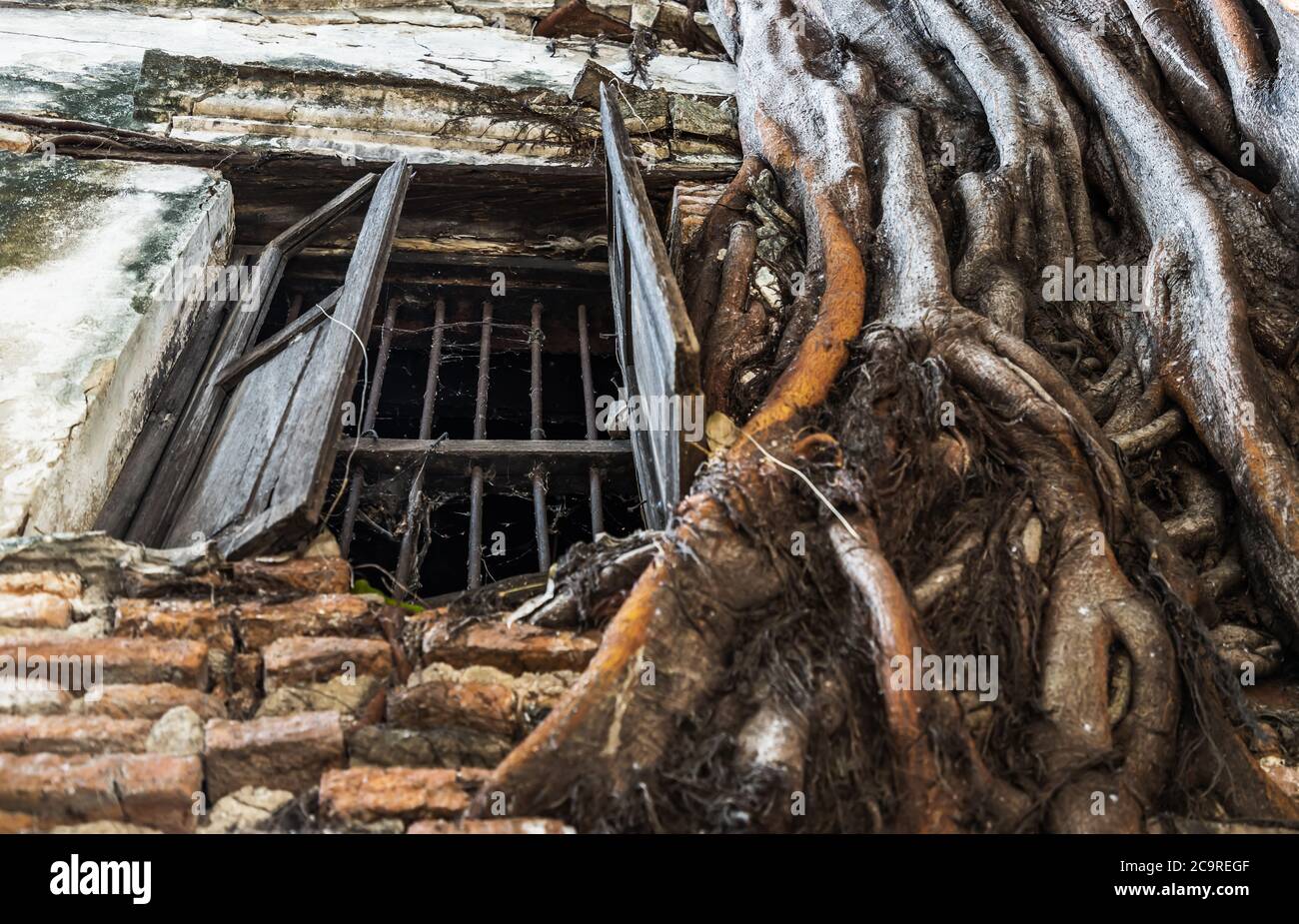 Big tree growing in old red bricks wall in the ancient house which ...