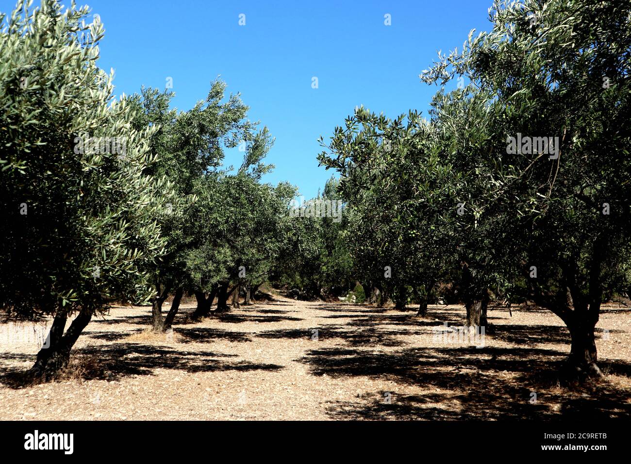 Grove plantation hi-res stock photography and images - Alamy