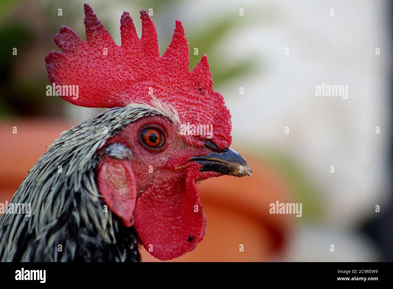A turkish Cock rooster with beautiful red cockscomb in portrait Stock ...