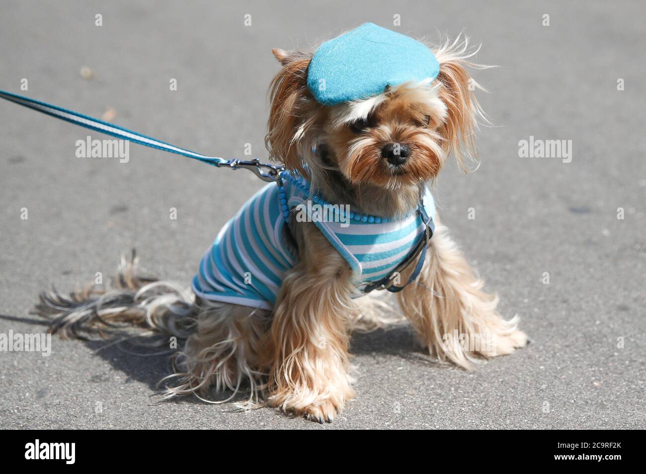 Dog Wearing A Beret High Resolution Stock Photography and Images - Alamy