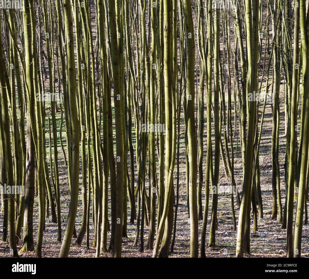 Green trunks of young beech trees with lights and shadows, natural ...