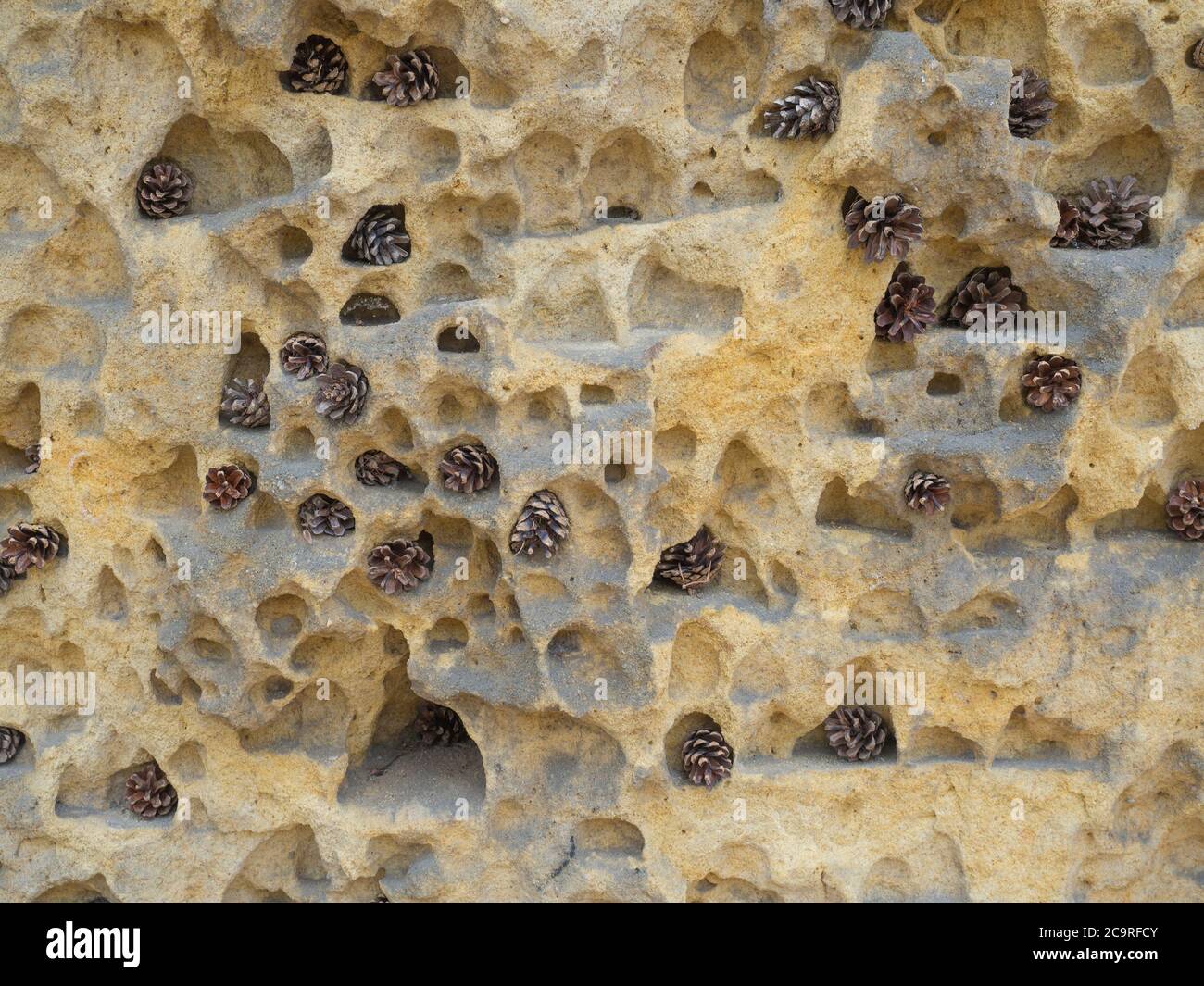 Palyfull hi-res stock photography and images - Alamy