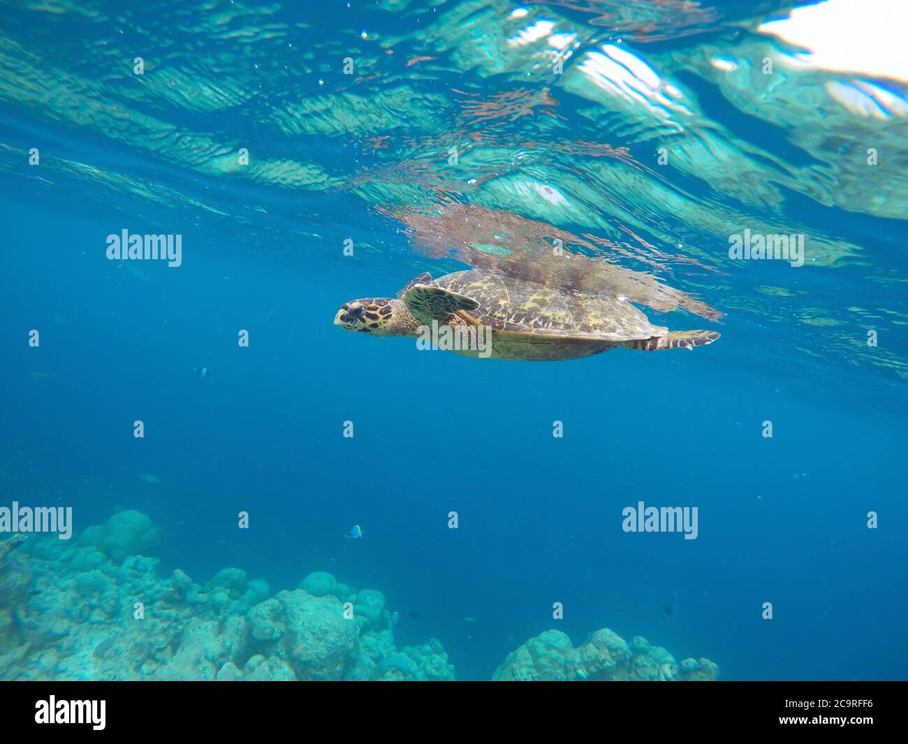 Green turtle, Indian ocean, Maldive islands Stock Photo - Alamy