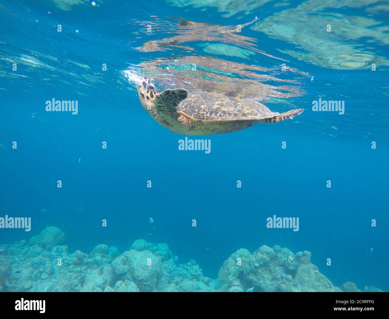 Green turtle, Indian ocean, Maldive islands Stock Photo - Alamy