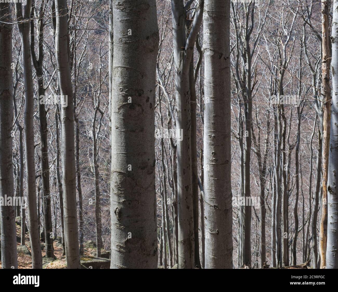 close up grey trunks of young beech trees structure with lights and ...