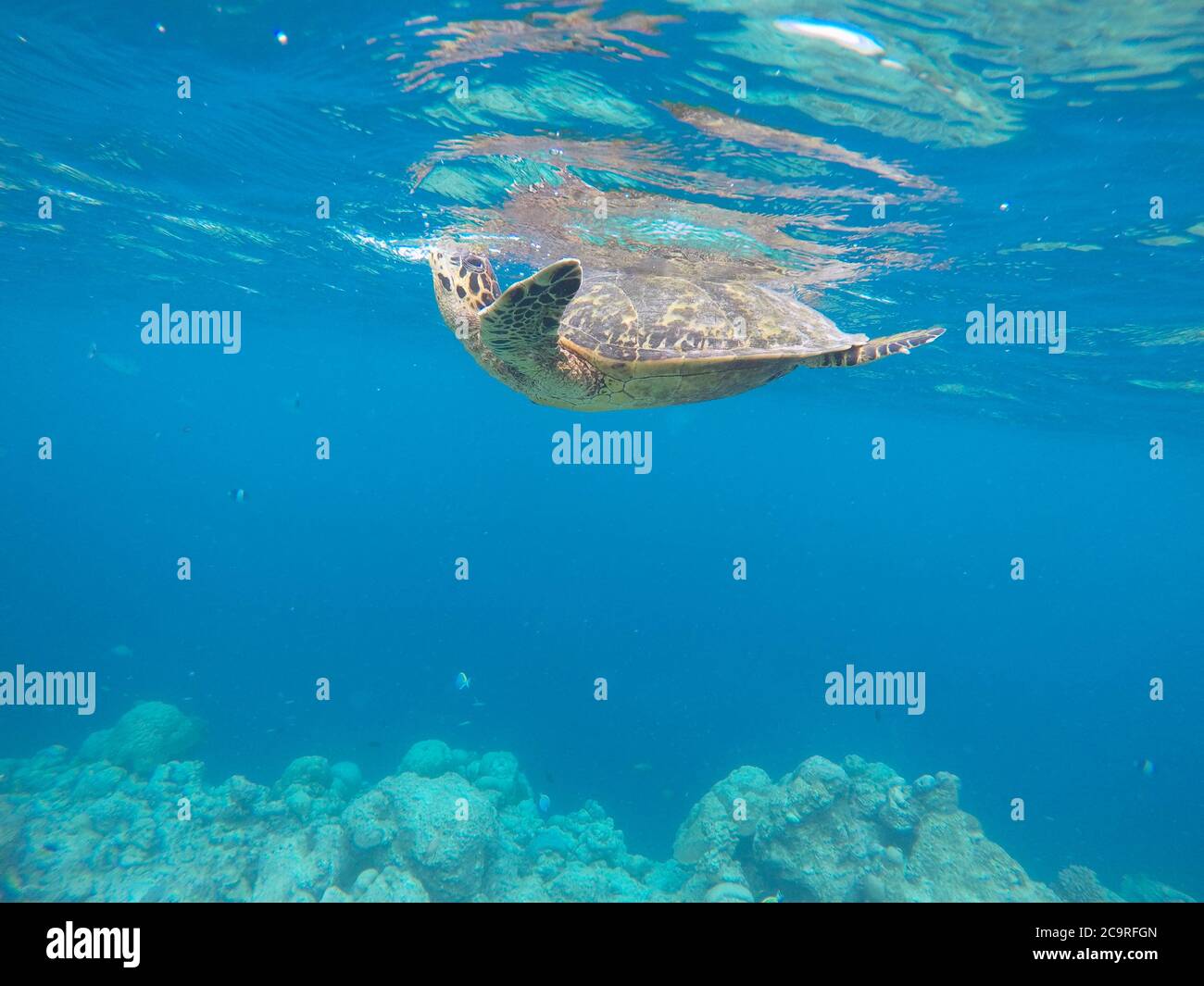 Green turtle, Indian ocean, Maldive islands Stock Photo - Alamy