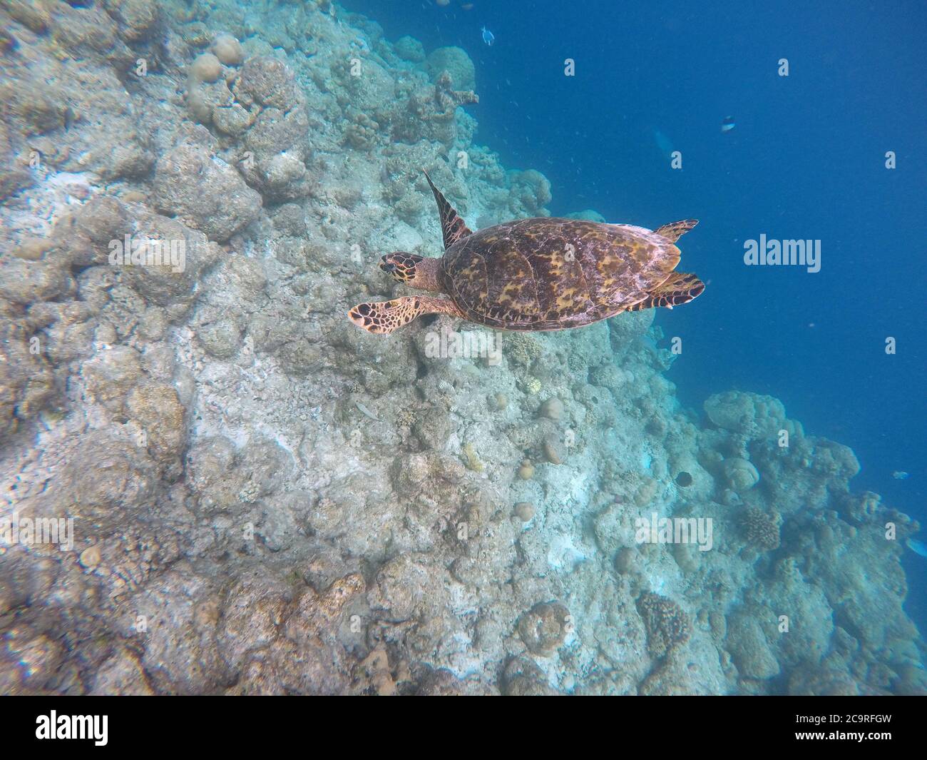 Green turtle, Indian ocean, Maldive islands Stock Photo - Alamy