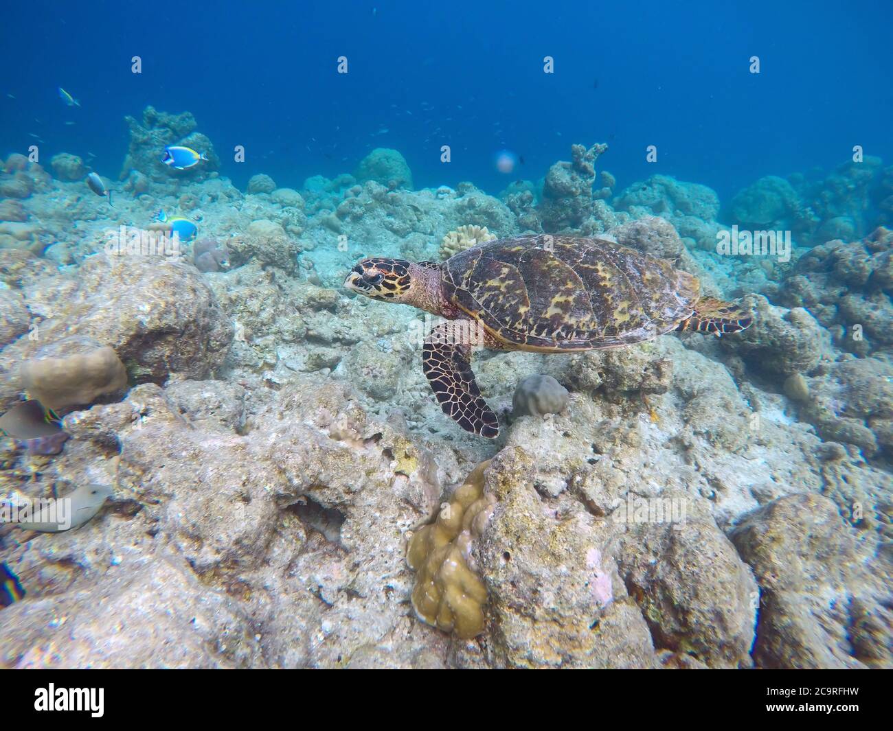Green turtle, Indian ocean, Maldive islands Stock Photo - Alamy