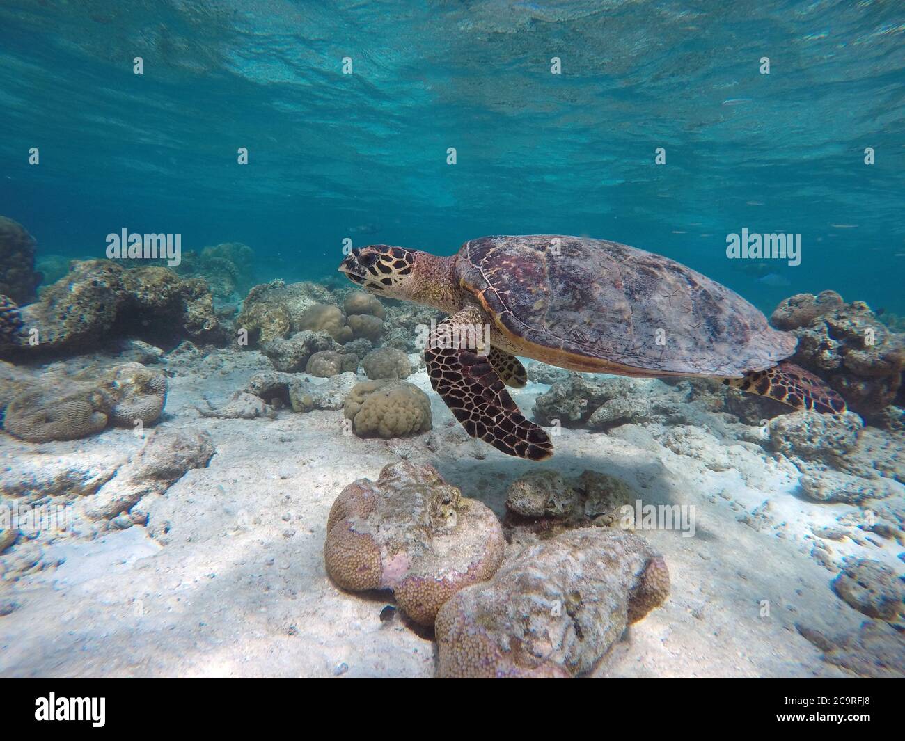 Green turtle, Indian ocean, Maldive islands Stock Photo - Alamy