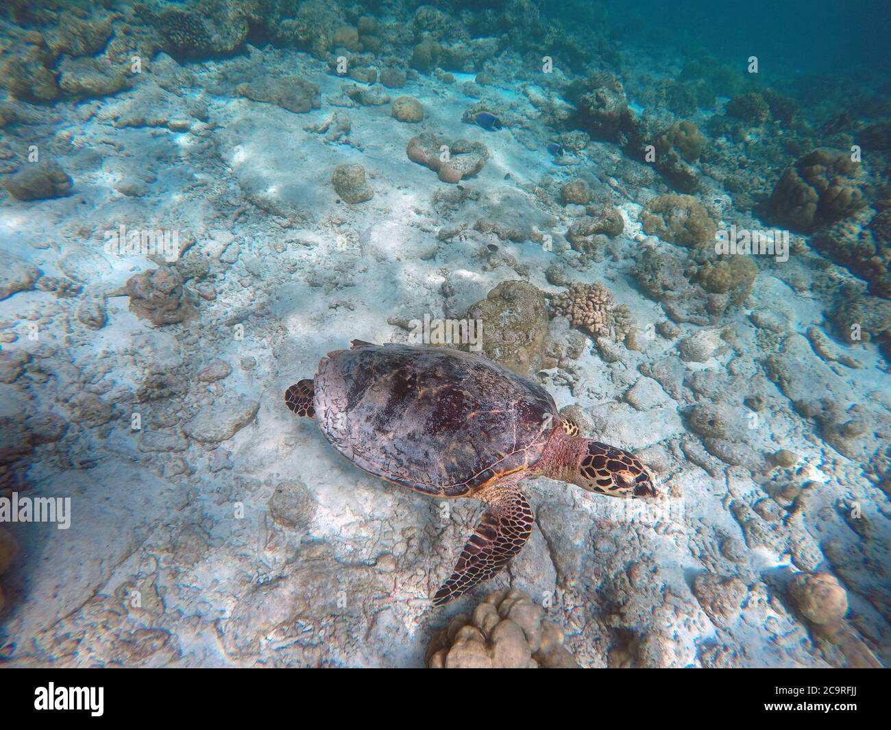 Green turtle, Indian ocean, Maldive islands Stock Photo - Alamy