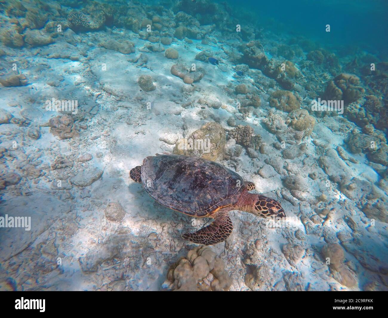 Green turtle, Indian ocean, Maldive islands Stock Photo - Alamy