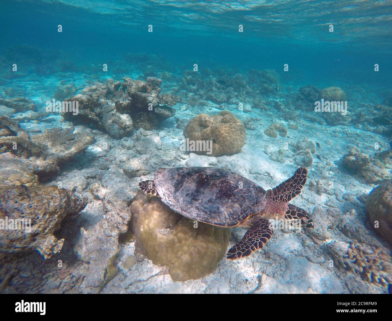 Green turtle, Indian ocean, Maldive islands Stock Photo - Alamy