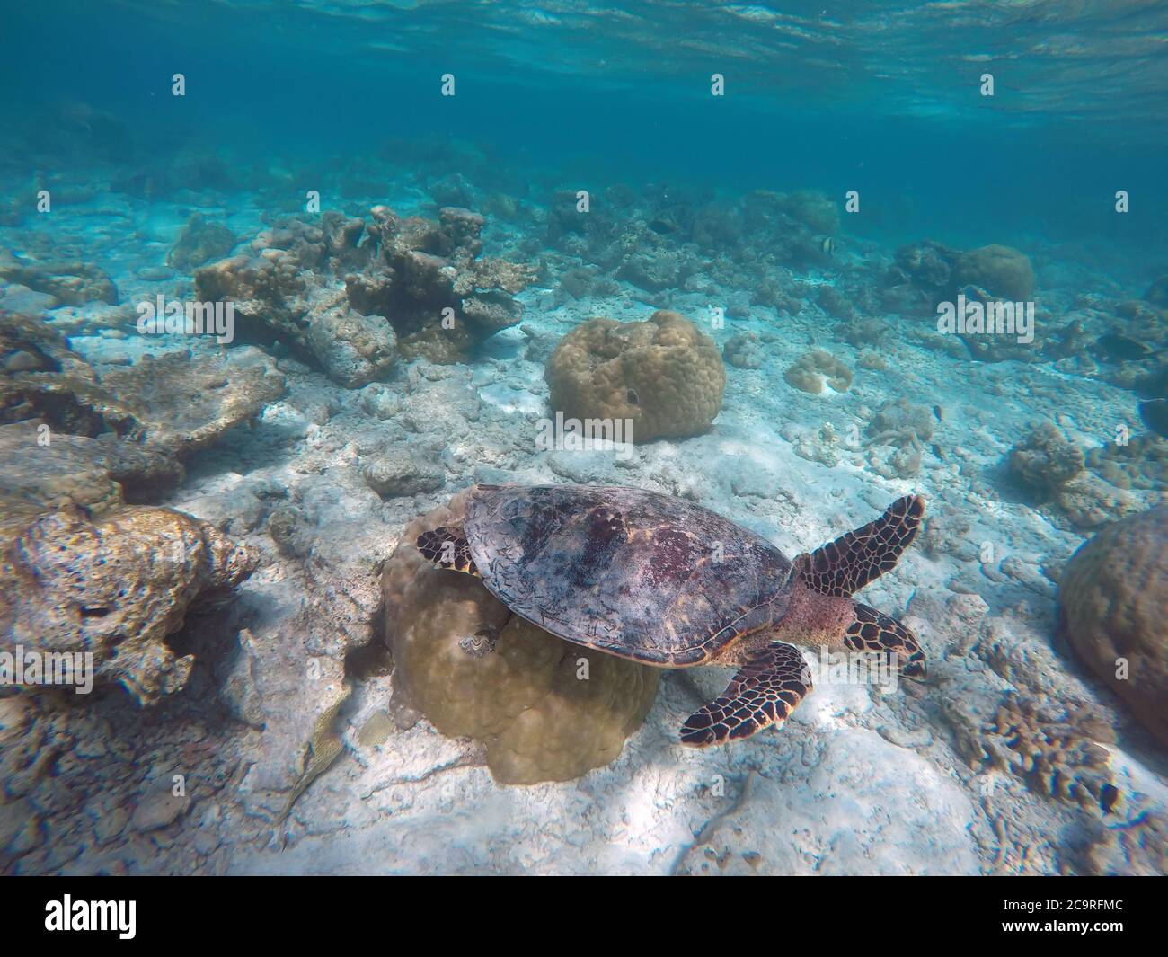 Green turtle, Indian ocean, Maldive islands Stock Photo - Alamy