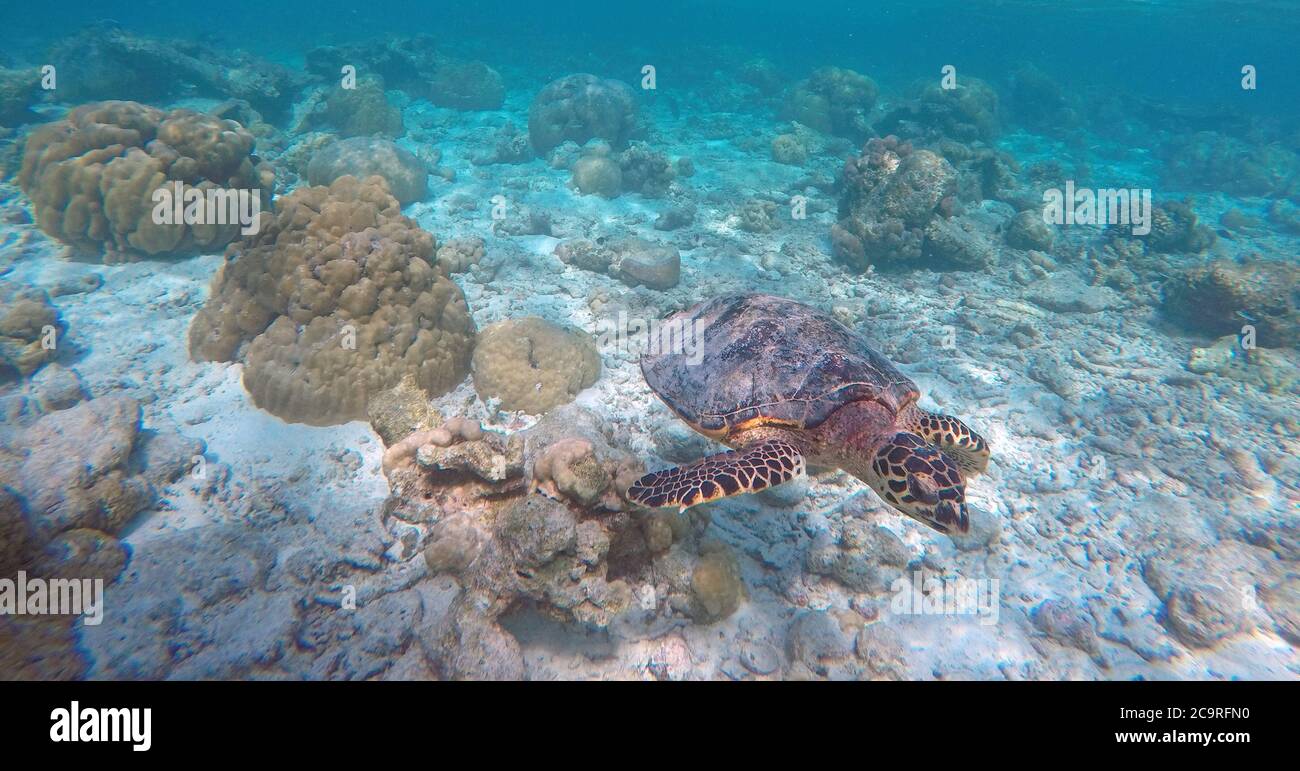 Green turtle, Indian ocean, Maldive islands Stock Photo - Alamy
