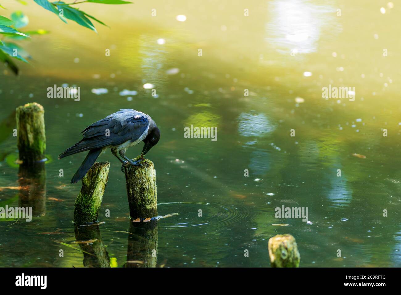 A Hooded Crow at a Pond Stock Photo - Alamy