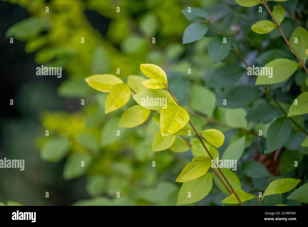 Beautiful spring leaves in an English park in Wolverhampton Stock Photo ...