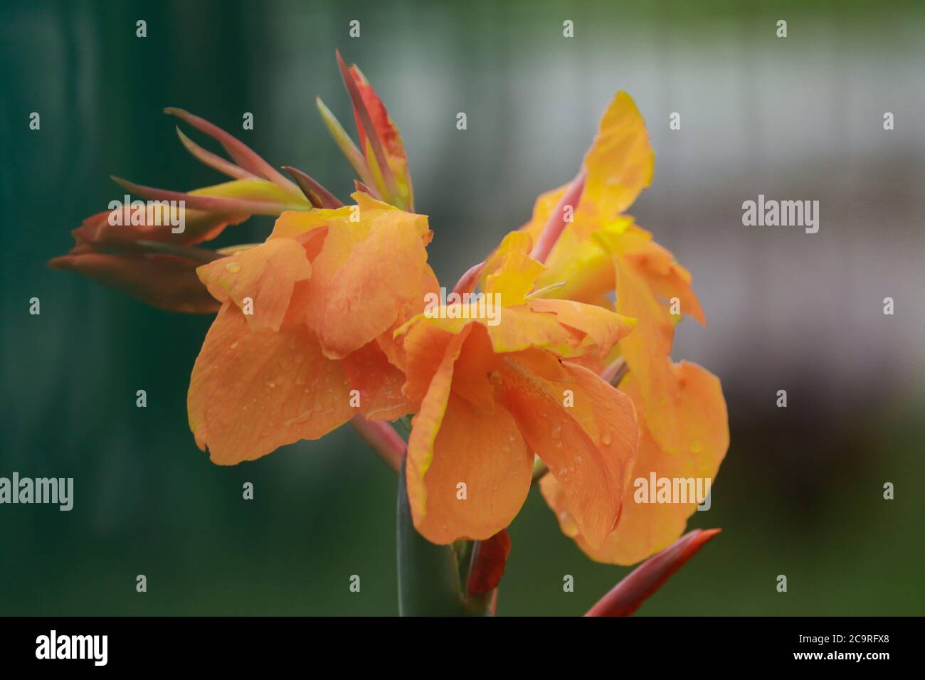 Best flower picture hi-res stock photography and images - Alamy