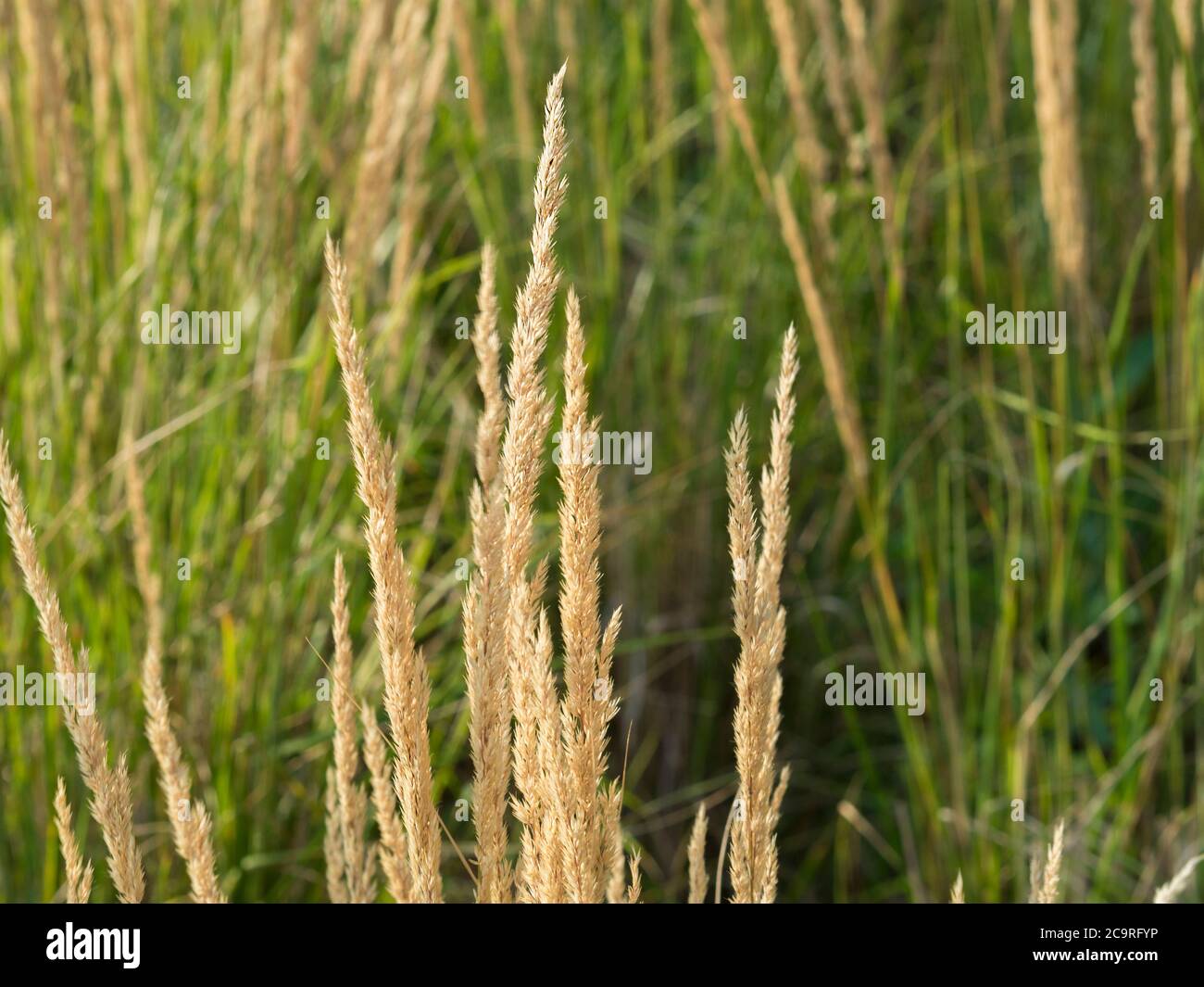 close up stalks of decorative grass texture background Stock Photo - Alamy