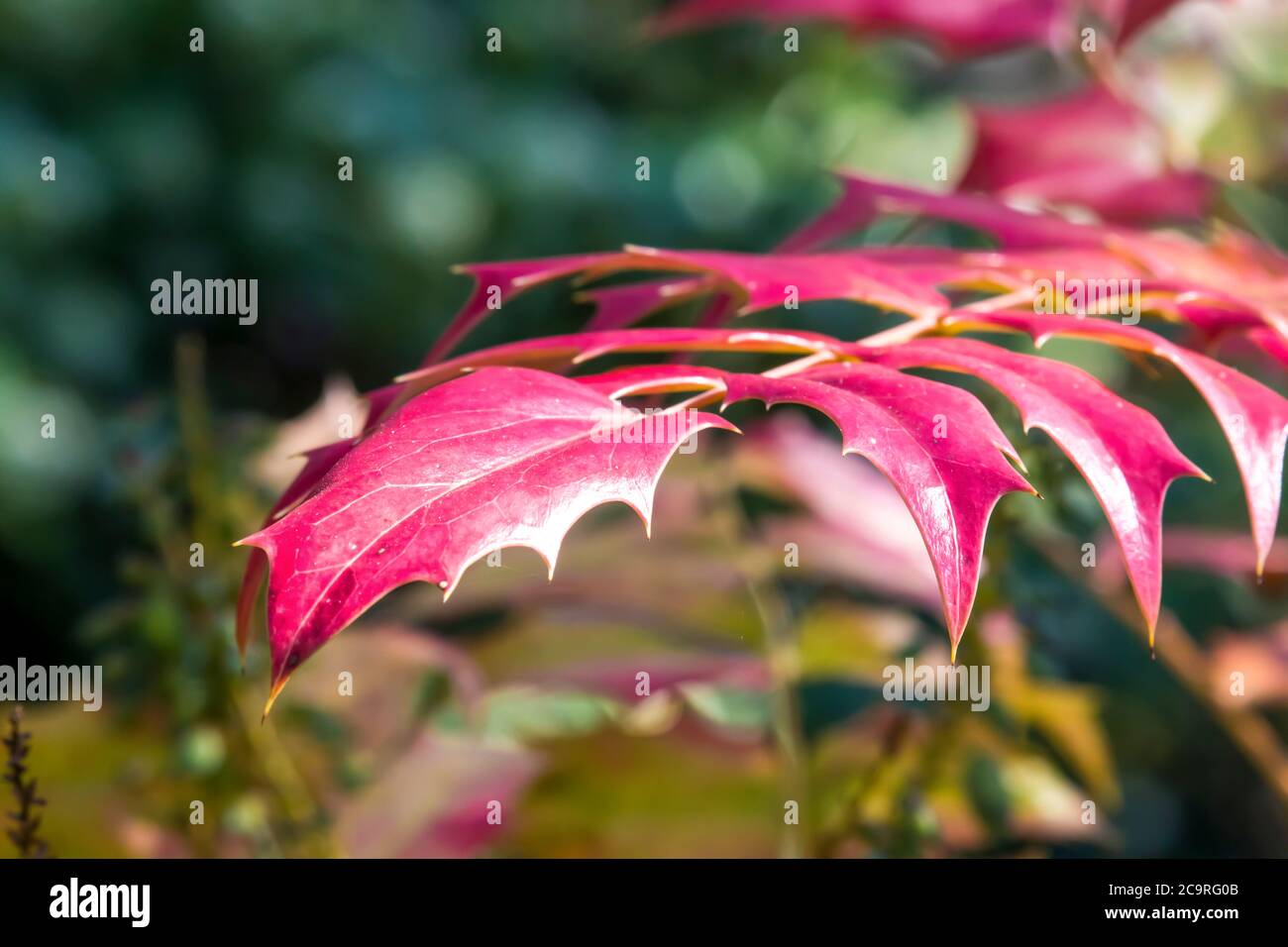 Beautiful spring leaves in an English park in Wolverhampton Stock Photo ...