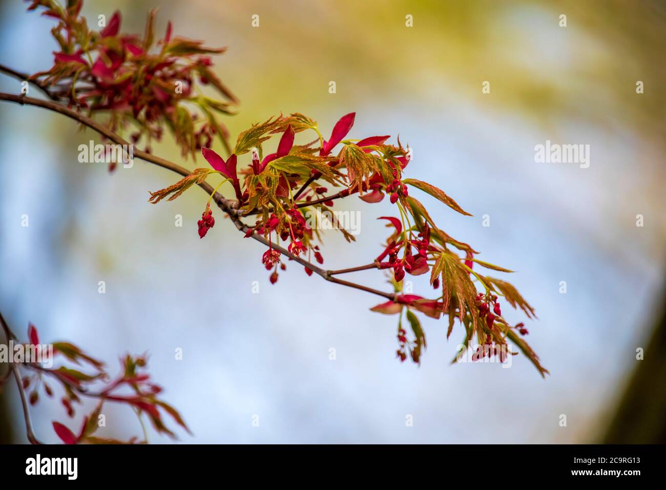Beautiful spring leaves in an English park in Wolverhampton Stock Photo ...