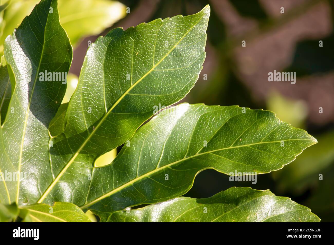 Beautiful spring leaves in an English park in Wolverhampton Stock Photo ...