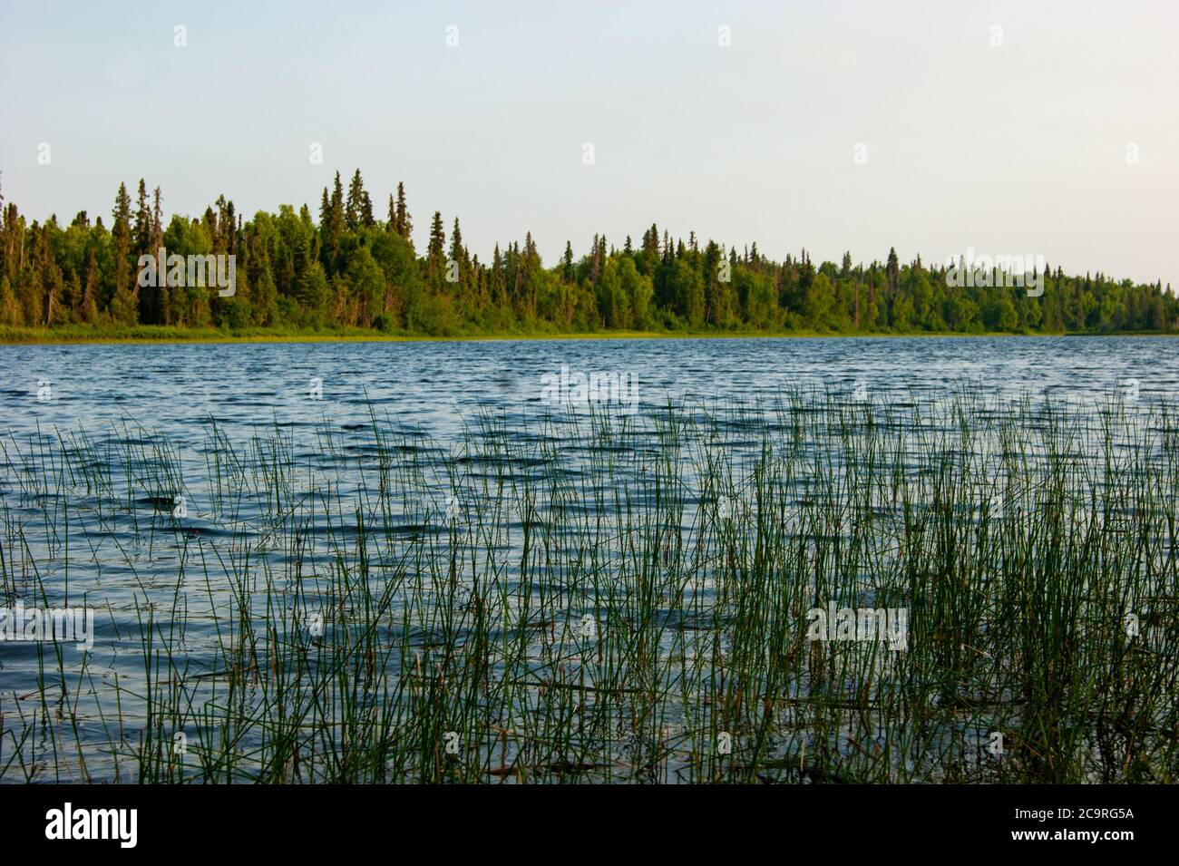 Scenic view trees reeds hi-res stock photography and images - Alamy