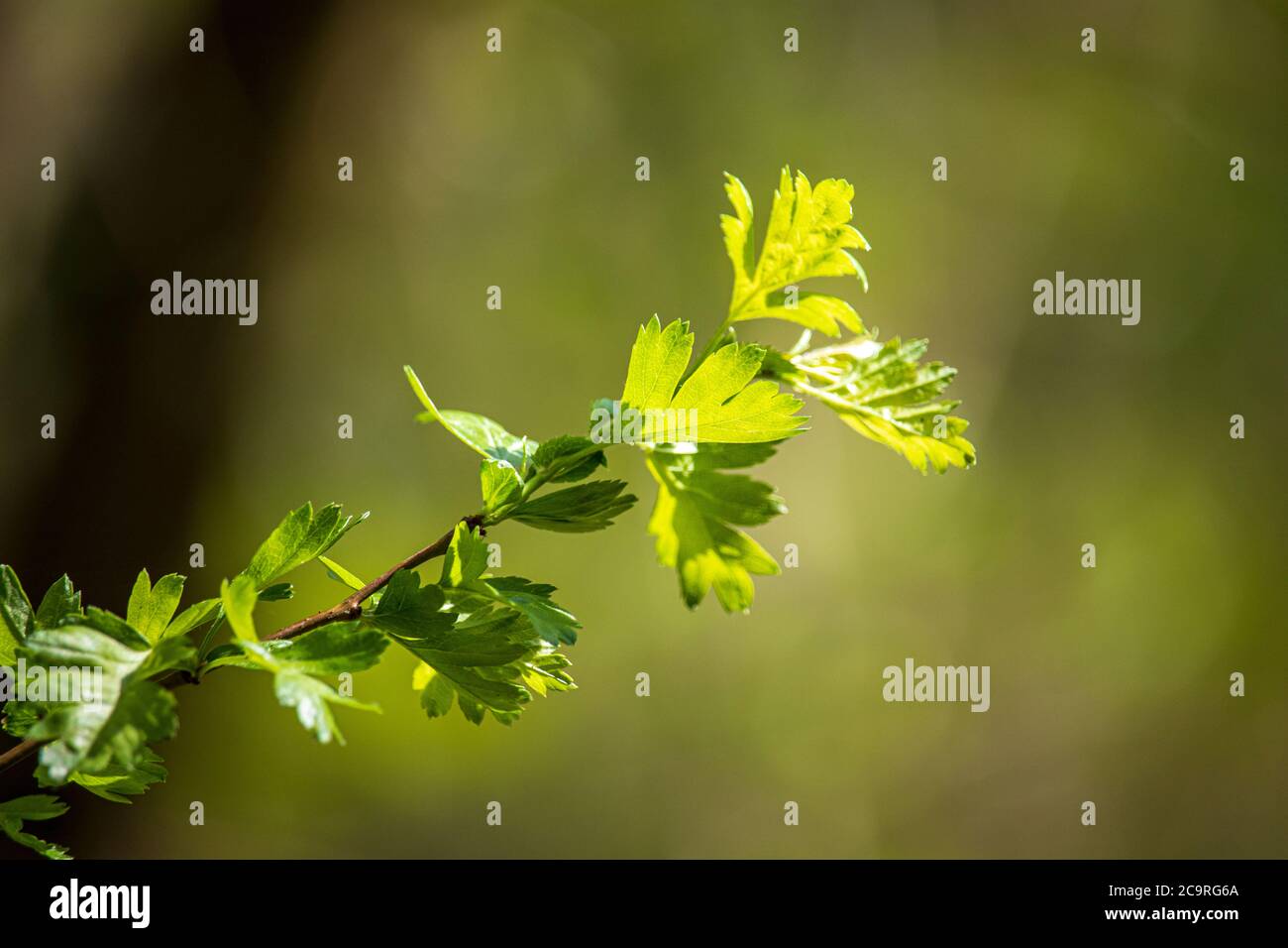 Beautiful spring leaves in an English park in Wolverhampton Stock Photo ...