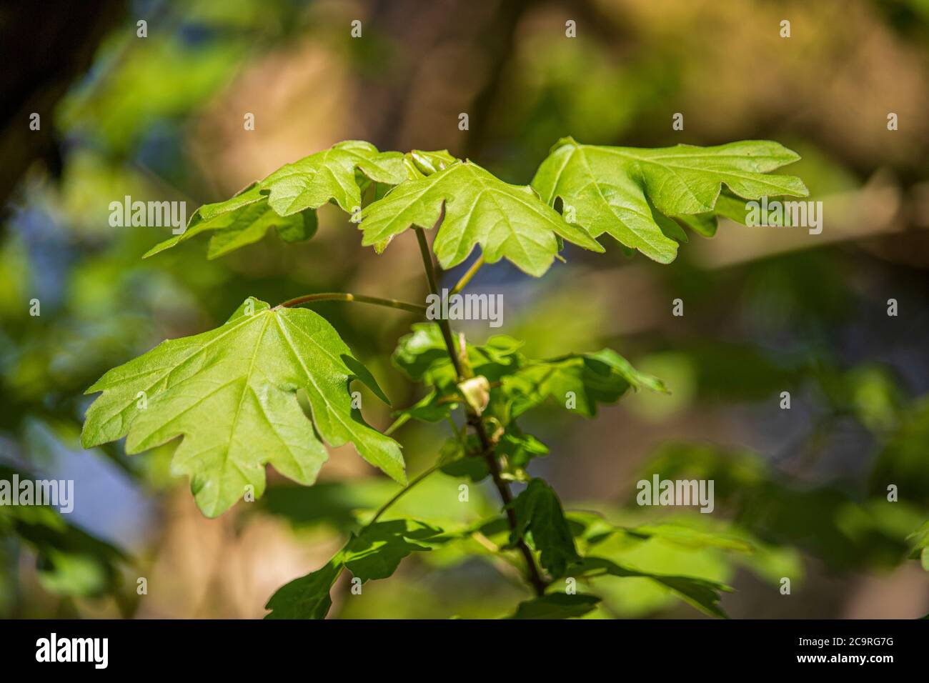 Beautiful spring leaves in an English park in Wolverhampton Stock Photo ...