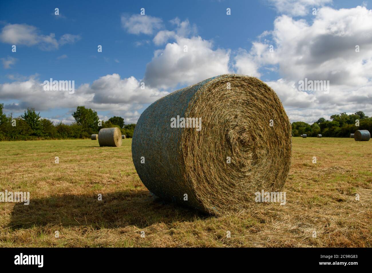 freshly rolled hay bail in a meadow Stock Photo - Alamy