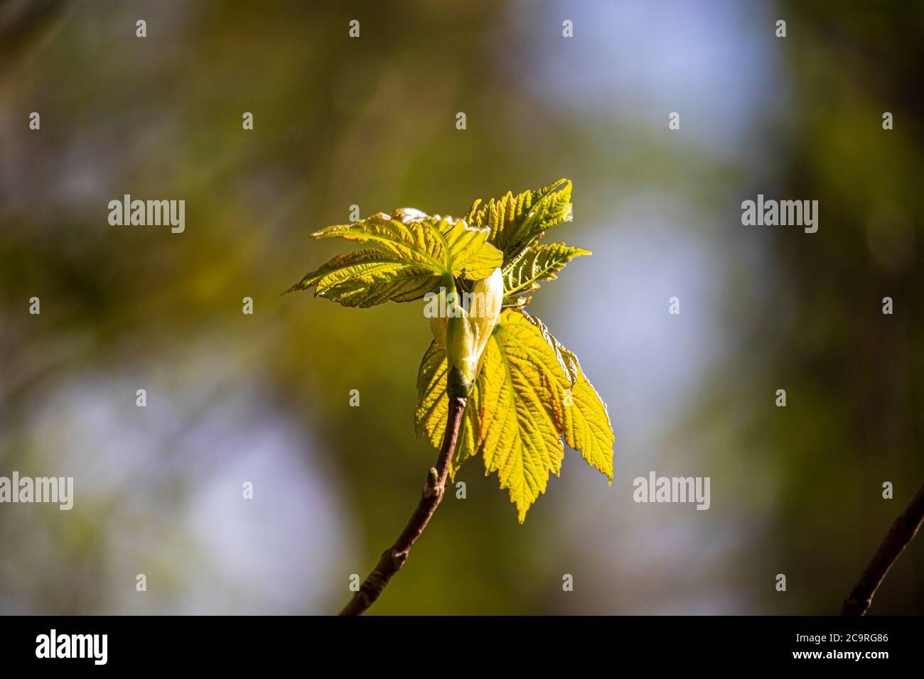 Beautiful spring leaves in an English park in Wolverhampton Stock Photo ...