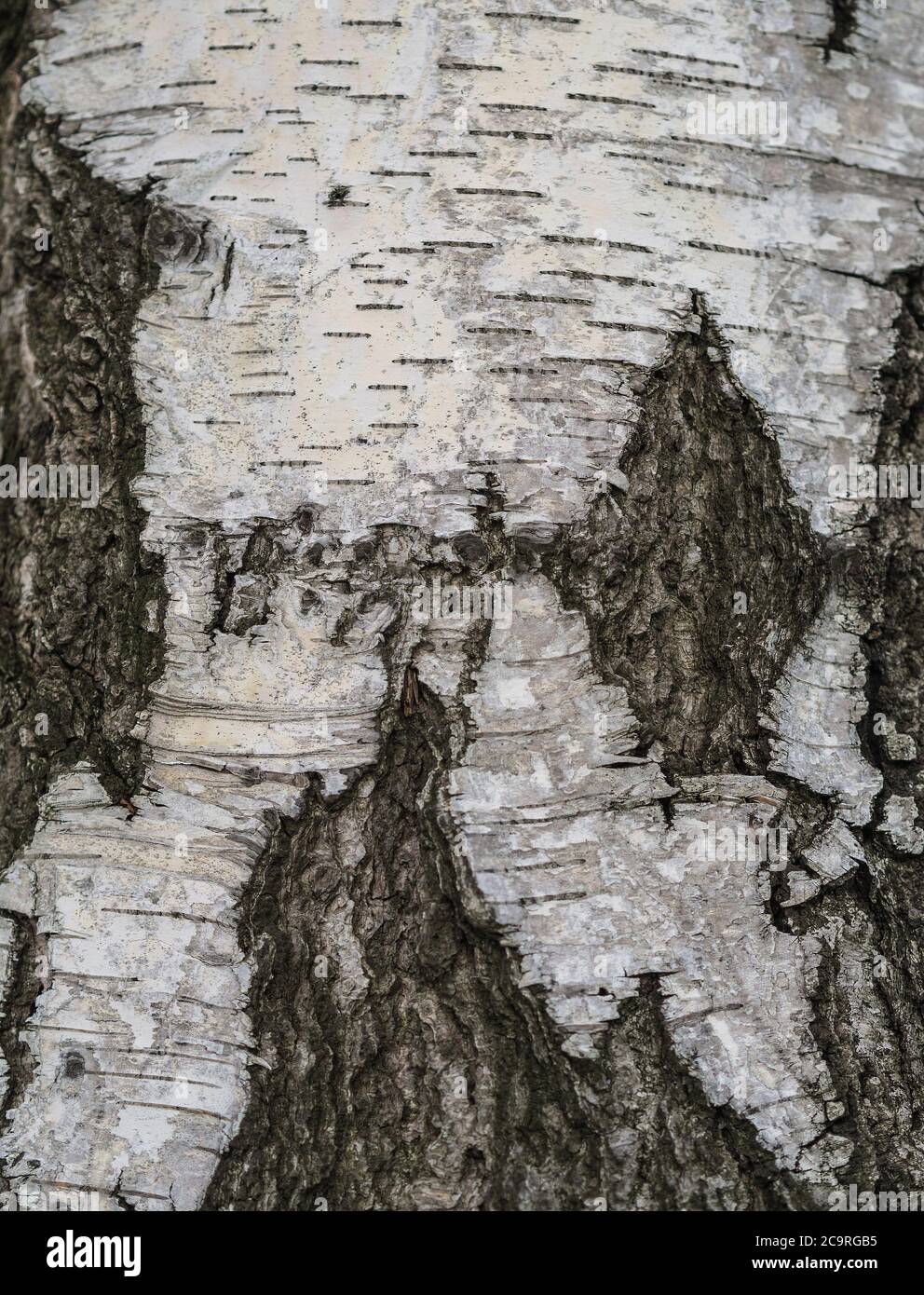 close up birch tree bark natural background Stock Photo - Alamy
