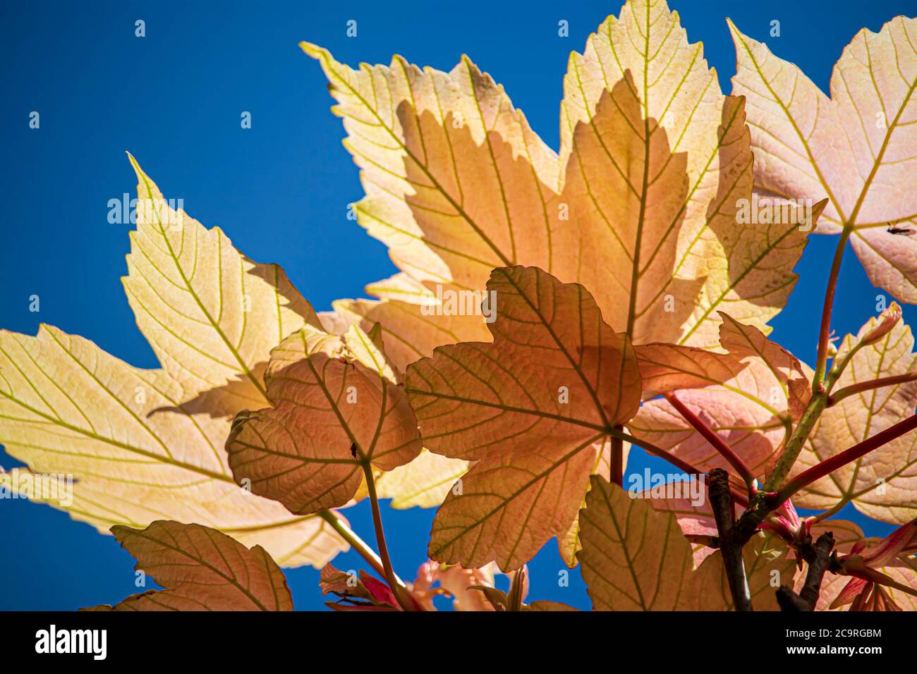 Beautiful spring leaves in an English park in Wolverhampton Stock Photo ...