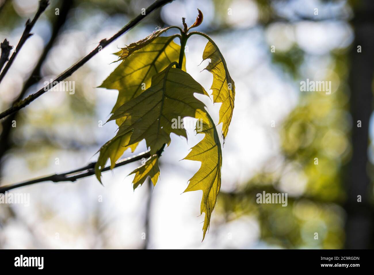 Beautiful spring leaves in an English park in Wolverhampton Stock Photo ...