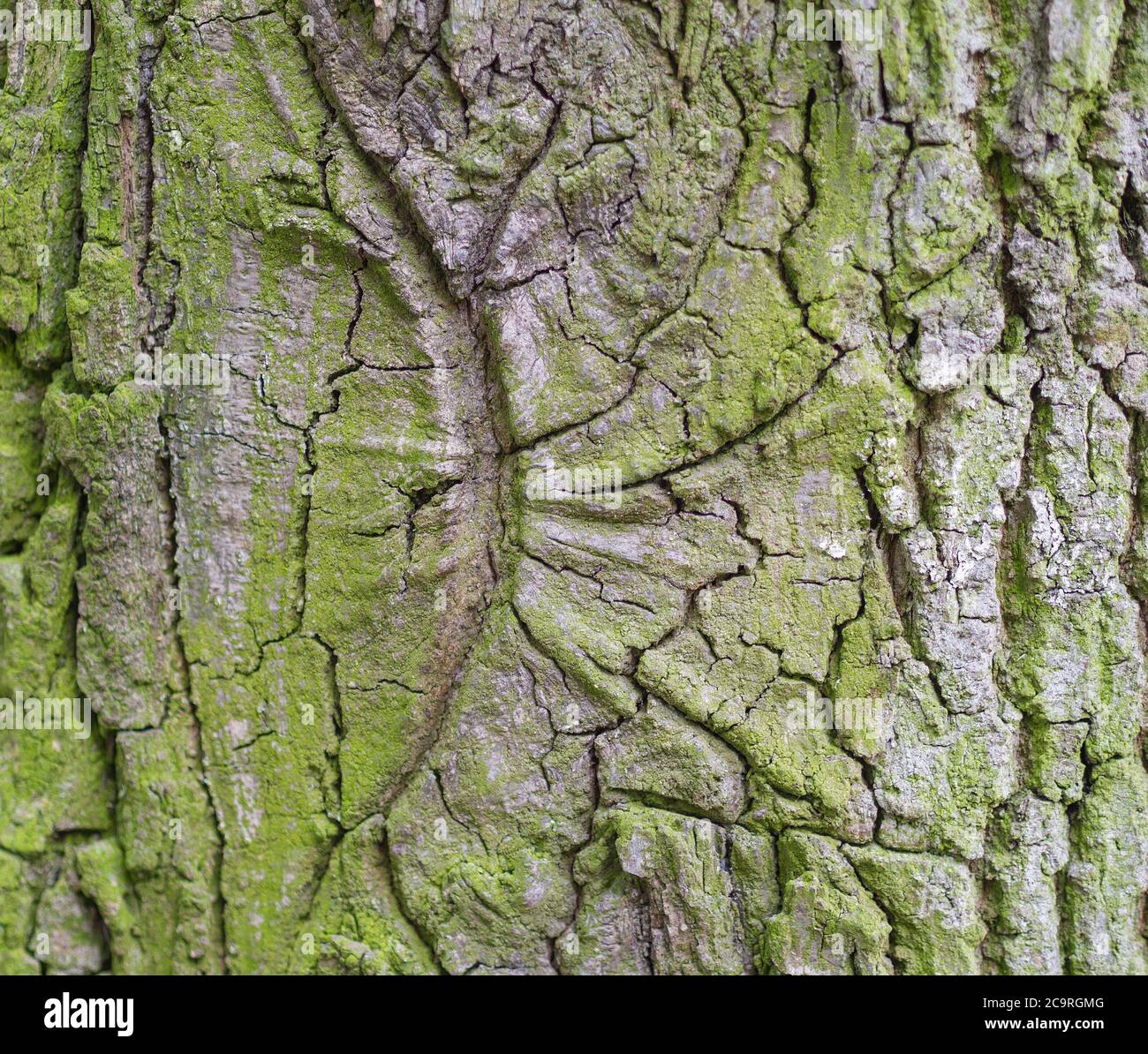beech tree bark covered by moss detail natural texture background Stock ...
