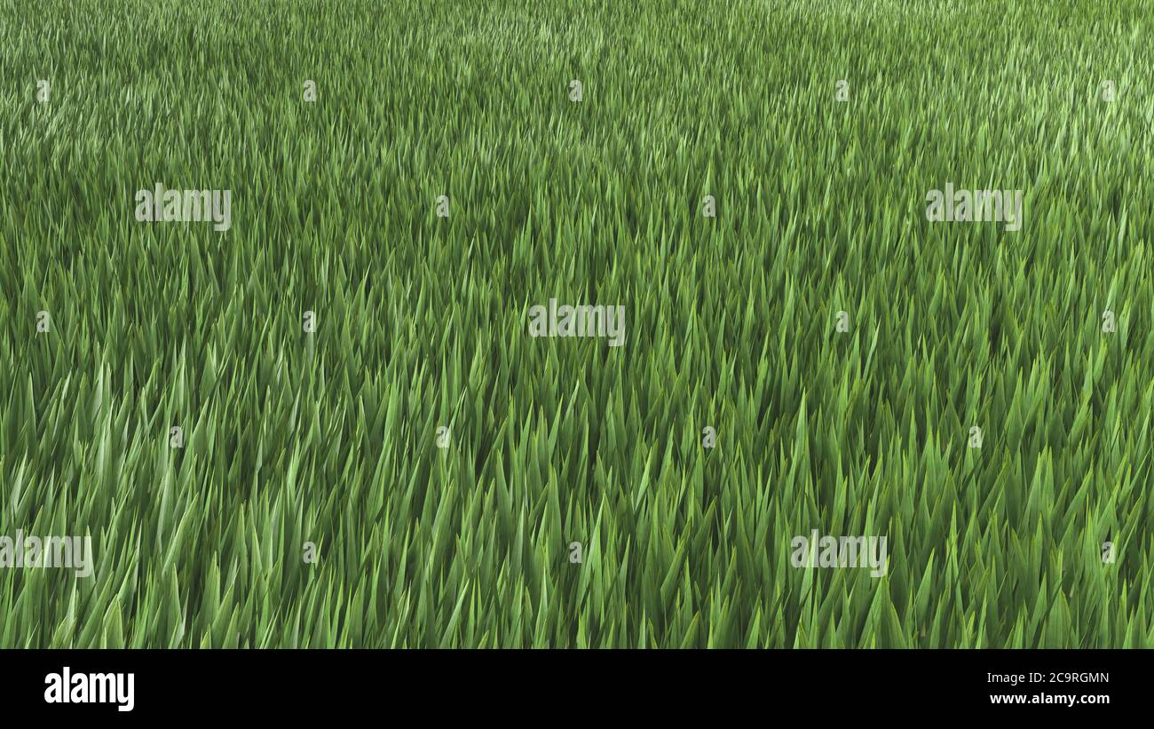 Green Grass field. 3D illustration. 3D rendering Stock Photo - Alamy