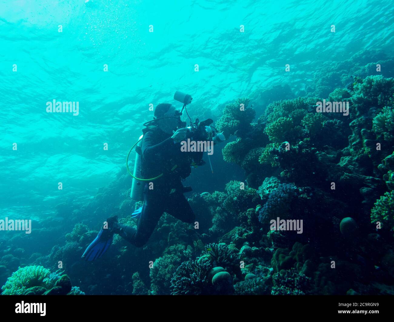 Underwater photographer on coral reef, Hamata, Red Sea Stock Photo - Alamy