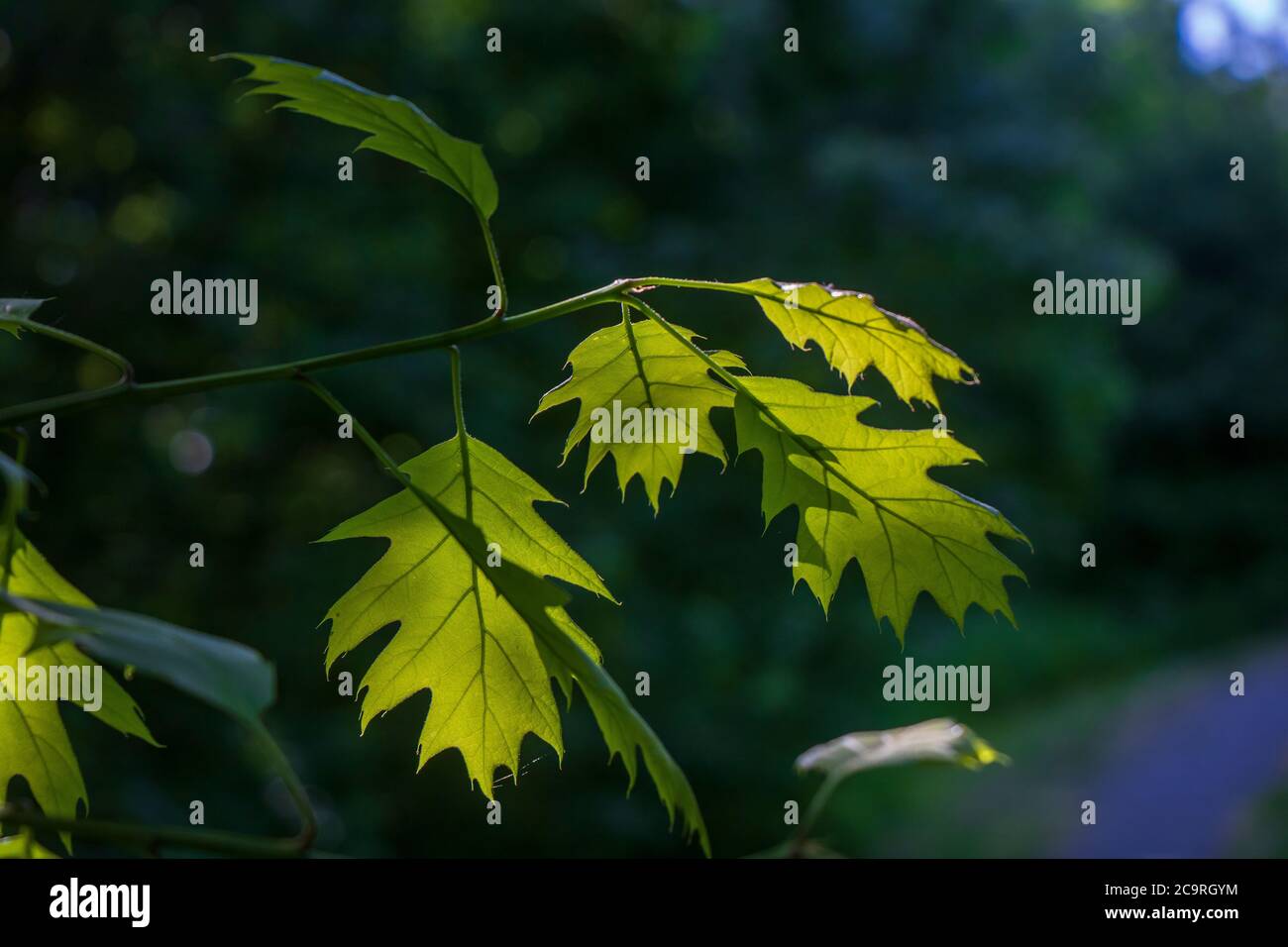 Beautiful spring leaves in an English park in Wolverhampton Stock Photo ...