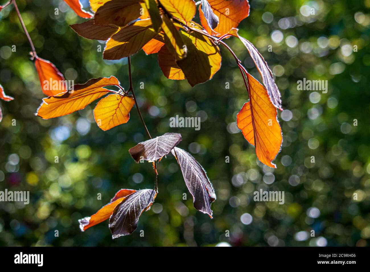 Beautiful spring leaves in an English park in Wolverhampton Stock Photo ...