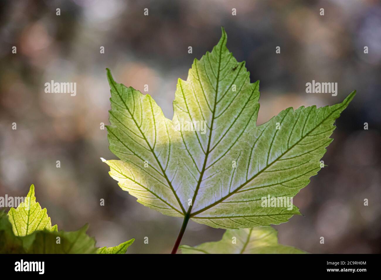 Beautiful spring leaves in an English park in Wolverhampton Stock Photo ...