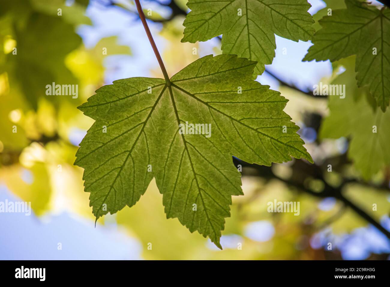 Beautiful spring leaves in an English park in Wolverhampton Stock Photo ...