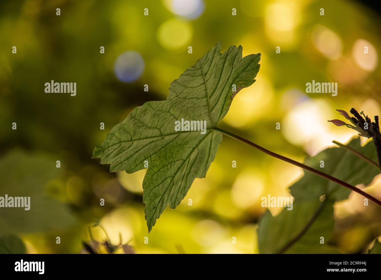 Beautiful spring leaves in an English park in Wolverhampton Stock Photo ...