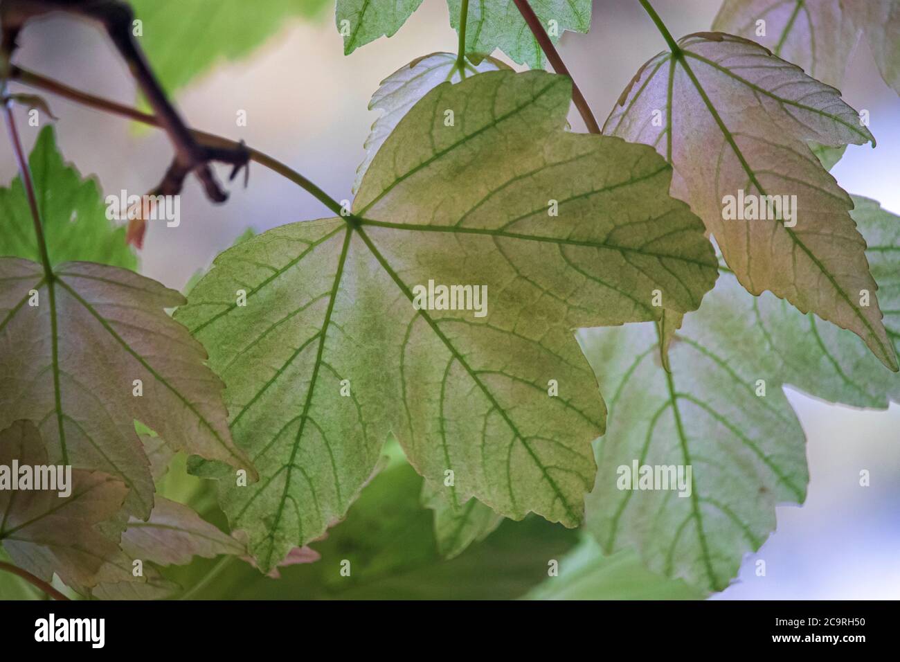 Beautiful spring leaves in an English park in Wolverhampton Stock Photo ...