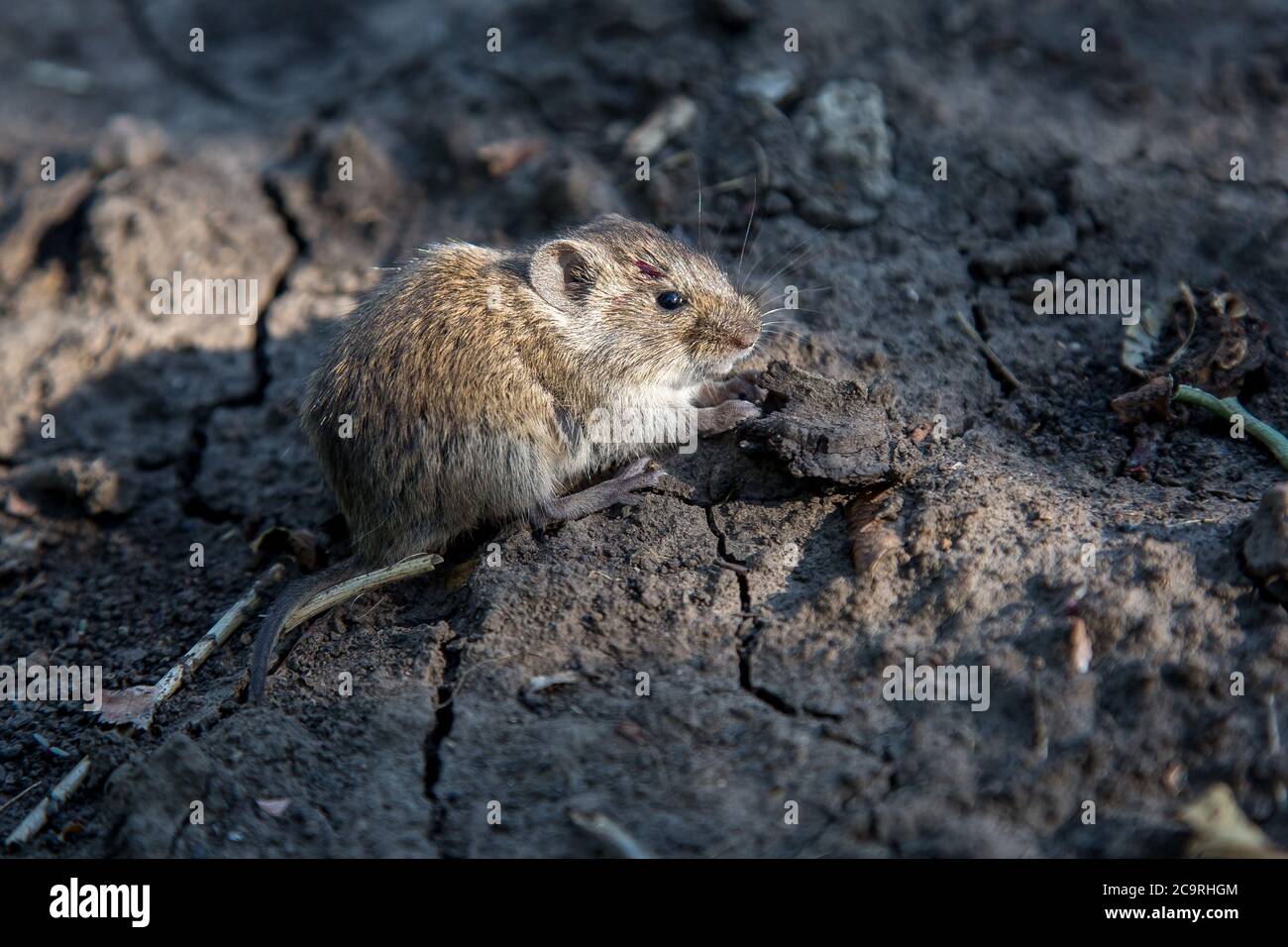 Gray Field Mouse