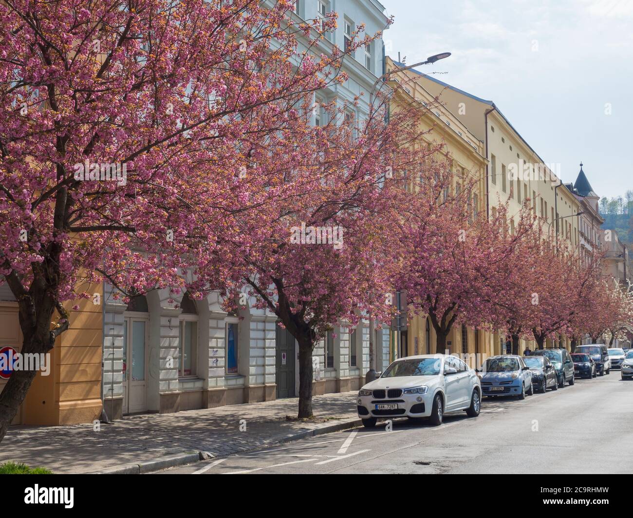 Czech Republic, Prague, April 13, 2019: Parkway with blooming sakura ...