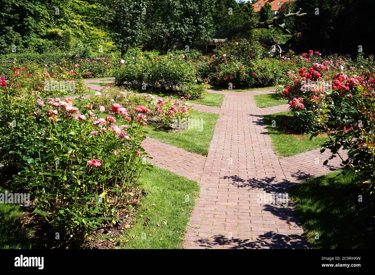Path in garden, roses flowers Stock Photo - Alamy
