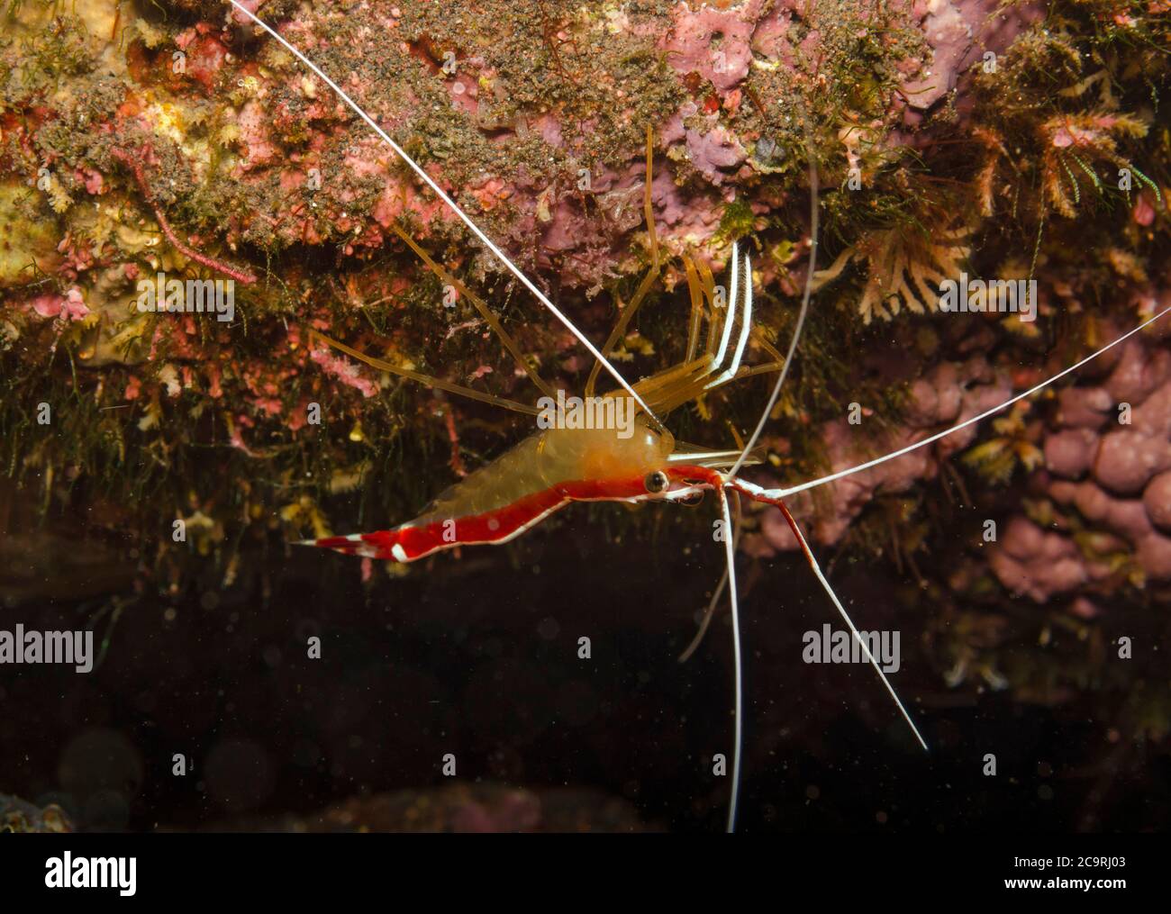 Skunk cleaner shrimp, Lysmata amboinensis, under coral reef, Tulamben ...