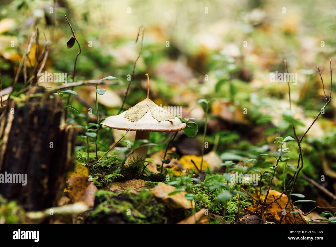 Leafcap hi-res stock photography and images - Alamy